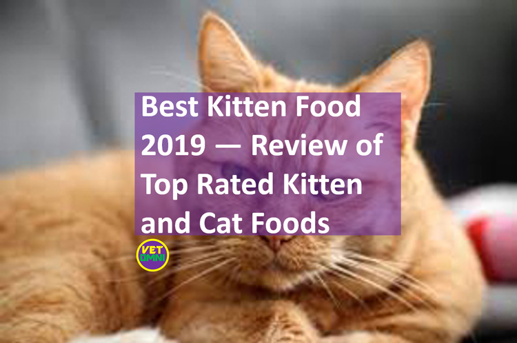 Best Kitten Food 2019 — Review of Top Rated Kitten and Cat Foods