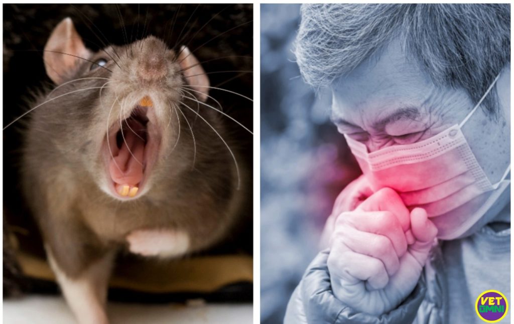 Hantaviruses: Here is what we need to know to avoid infections