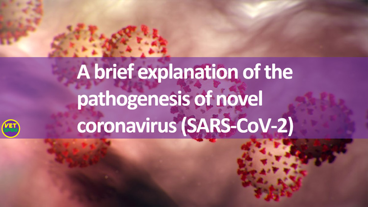 A brief explanation of the pathogenesis of novel coronavirus (SARS-CoV-2)
