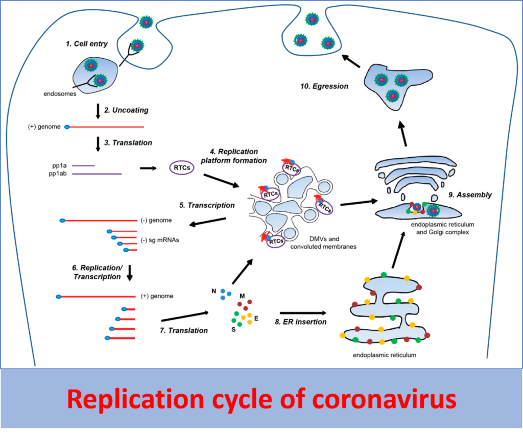 A brief explanation of the pathogenesis of novel coronavirus (SARS-CoV-2)