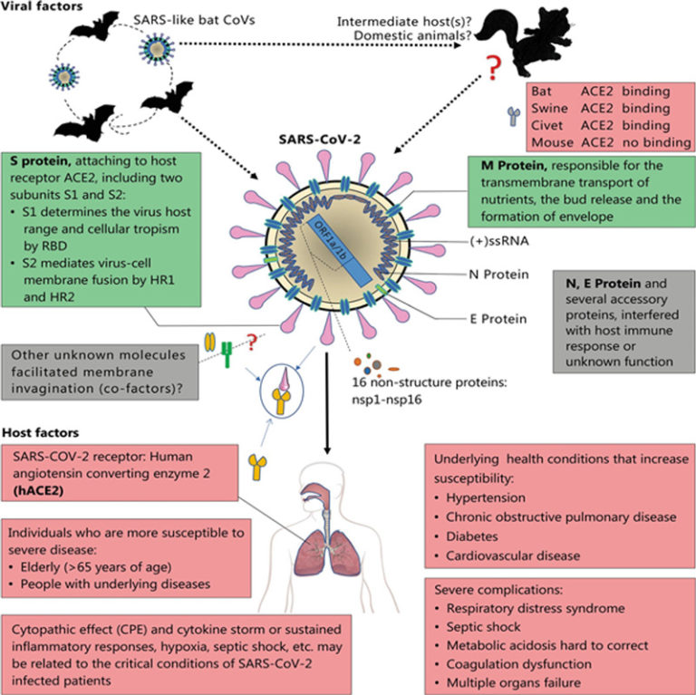 COVID-19: An insight into the pathogenesis of SARS-CoV-2