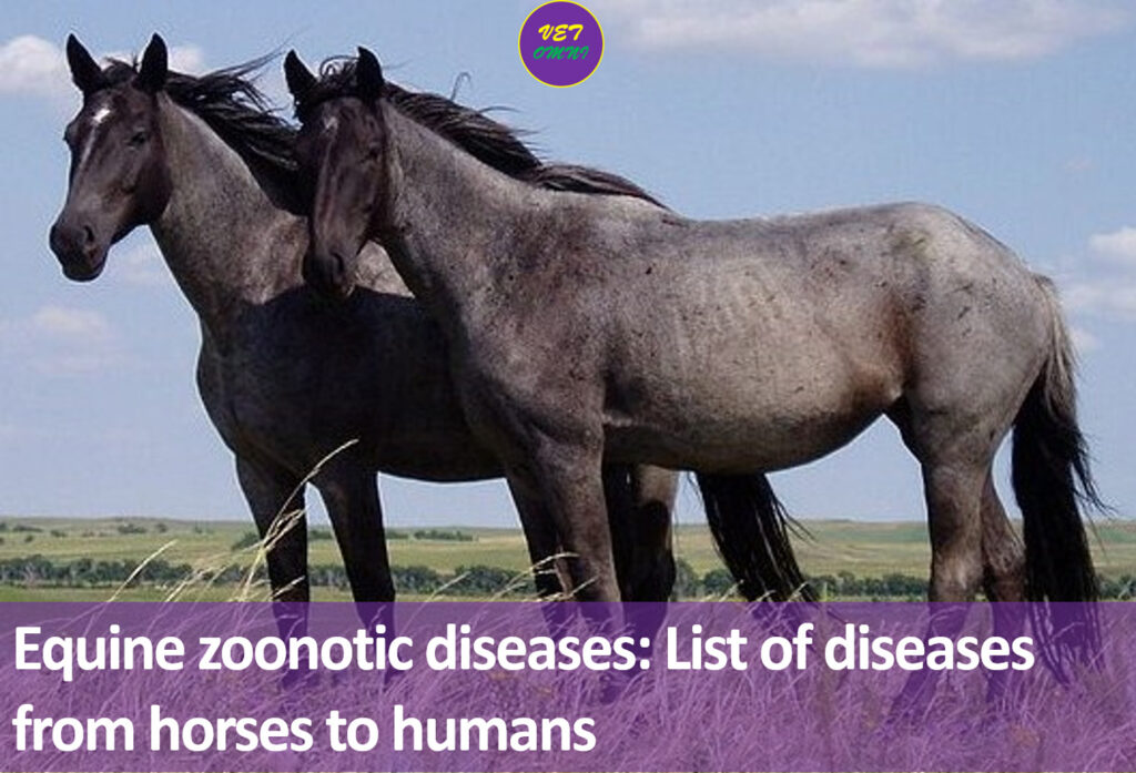 Equine zoonotic diseases: List of diseases from horses to humans
