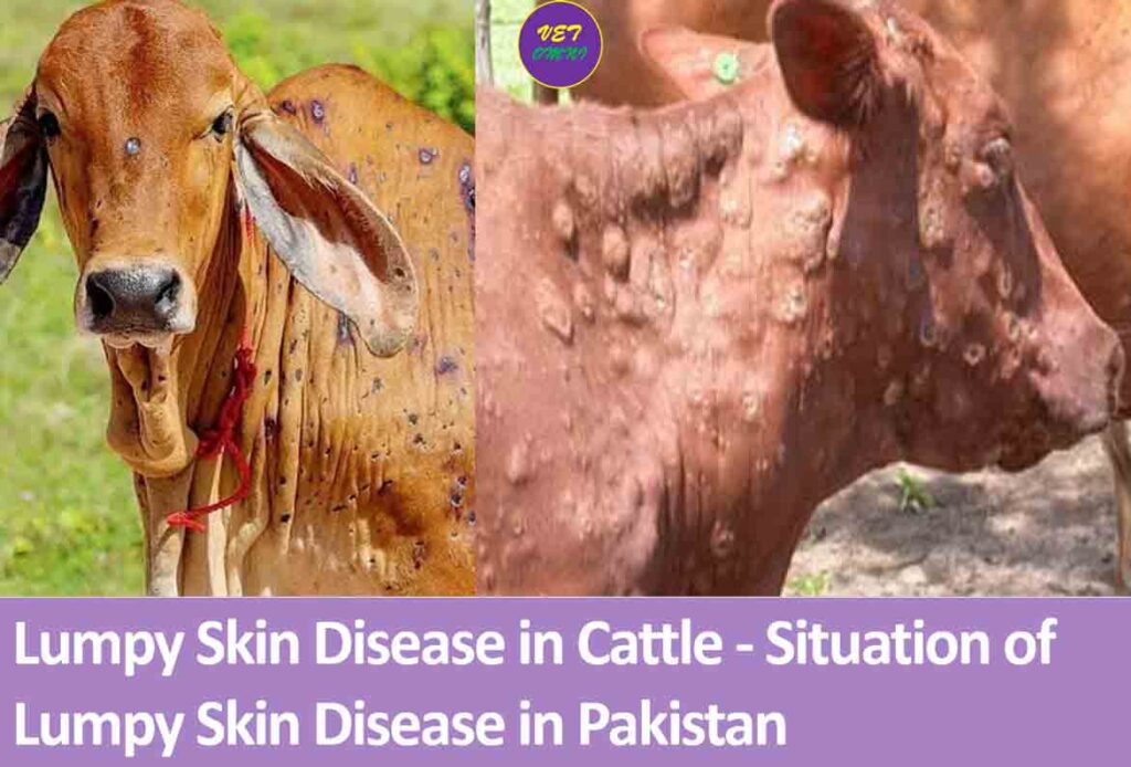Lumpy Skin Disease in Cattle - Situation of Lumpy Skin Disease in Pakistan